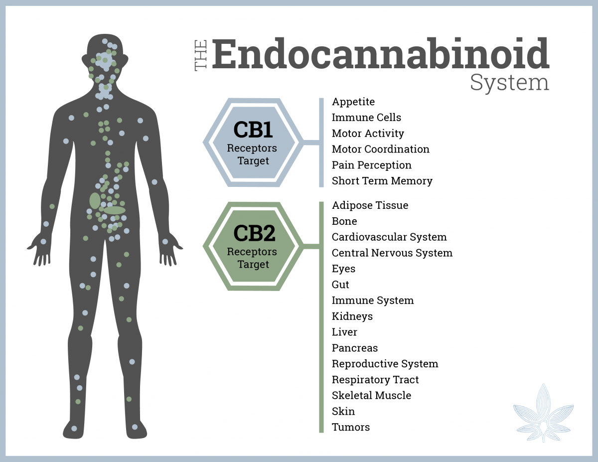 A Brief History of Medical Cannabis - Tikva